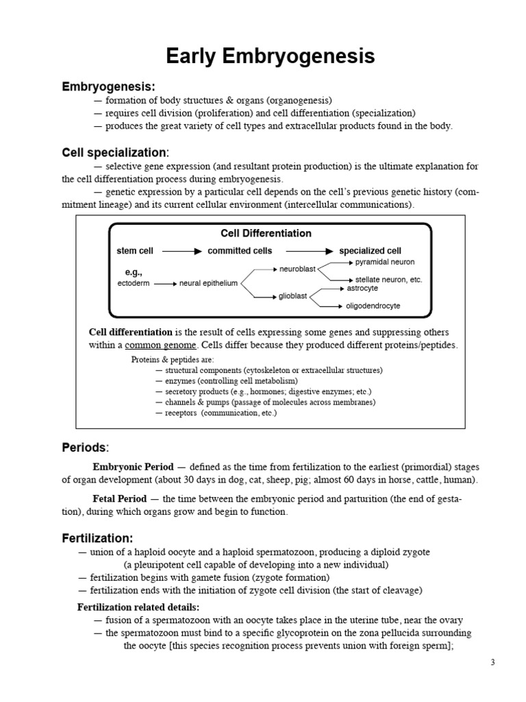 Early Embryogenesis | PDF | Twin | Meiosis