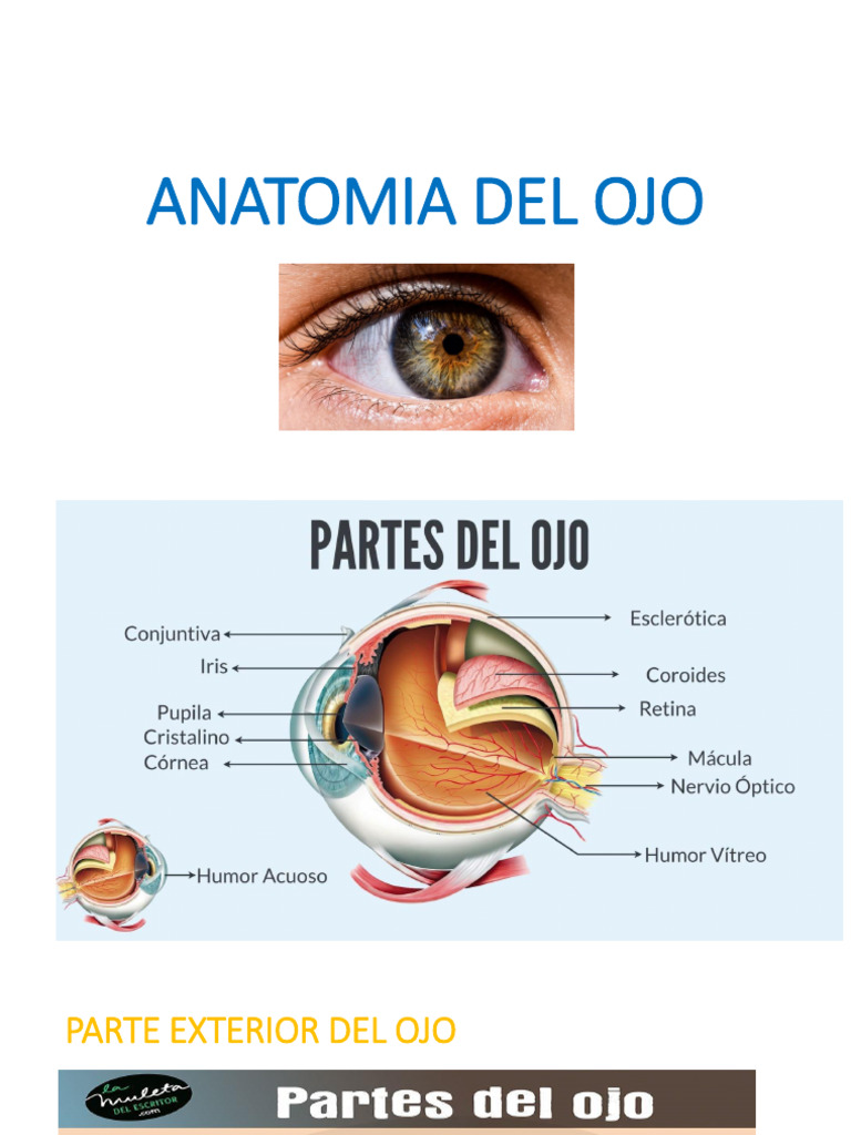Anatomia Del Ojo | PDF | Ojo