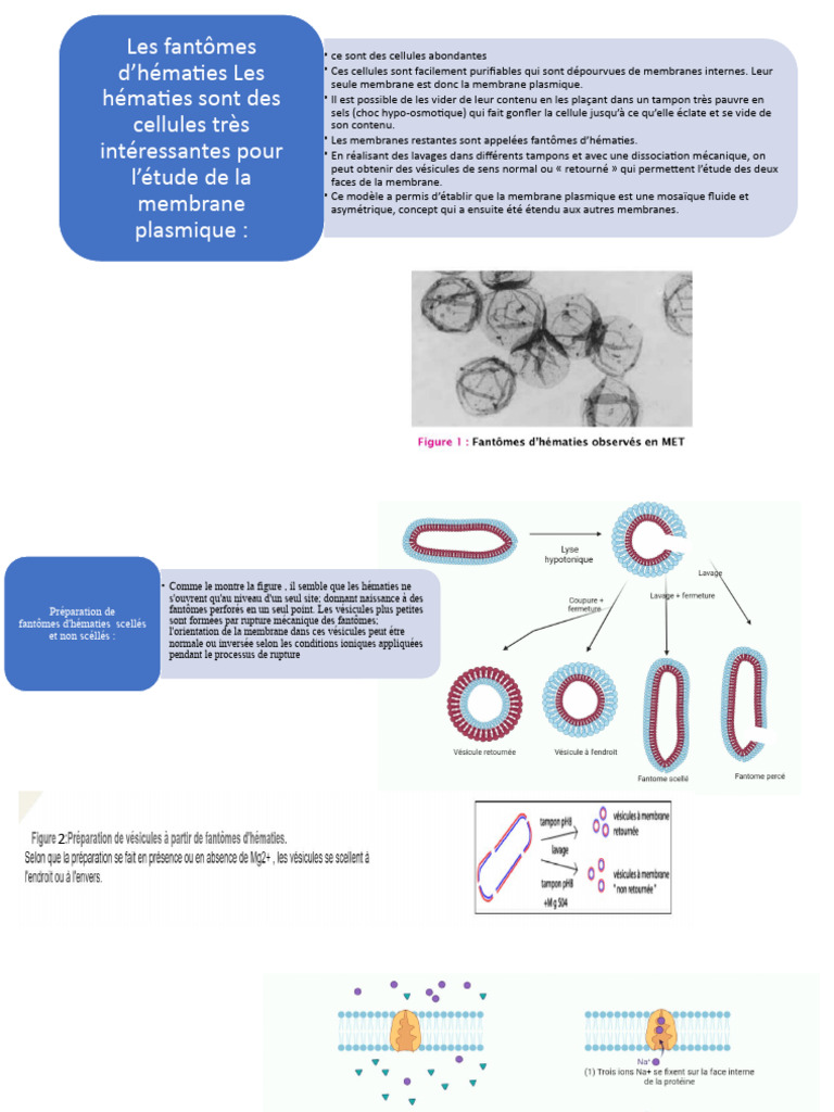 TD Dynamique | PDF | Membrane cellulaire | Lipide
