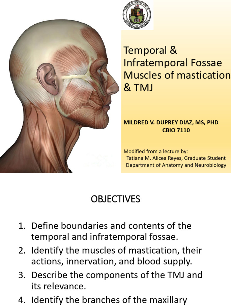 Temporal & Infratemporal Fossae Muscles of Mastication & TMJ MVD(1 ...