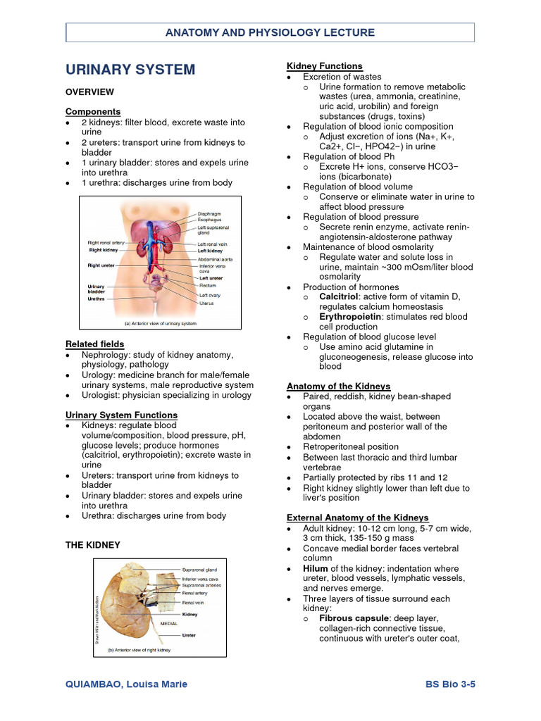 QUIAMBAO - Urinary System Reviewer - AnaPhy Lec | PDF | Kidney | Urinary System