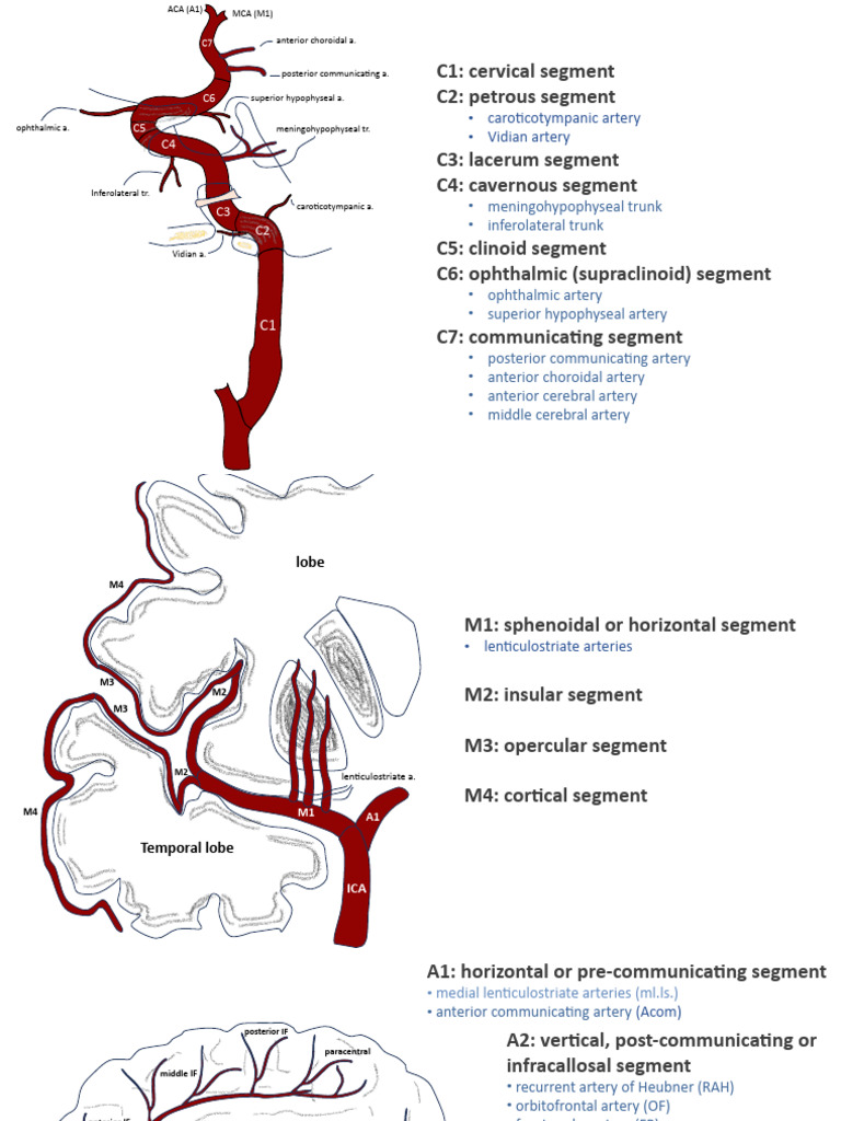 Internal Carotid Artery Segments | PDF | Human Head And Neck | Human ...