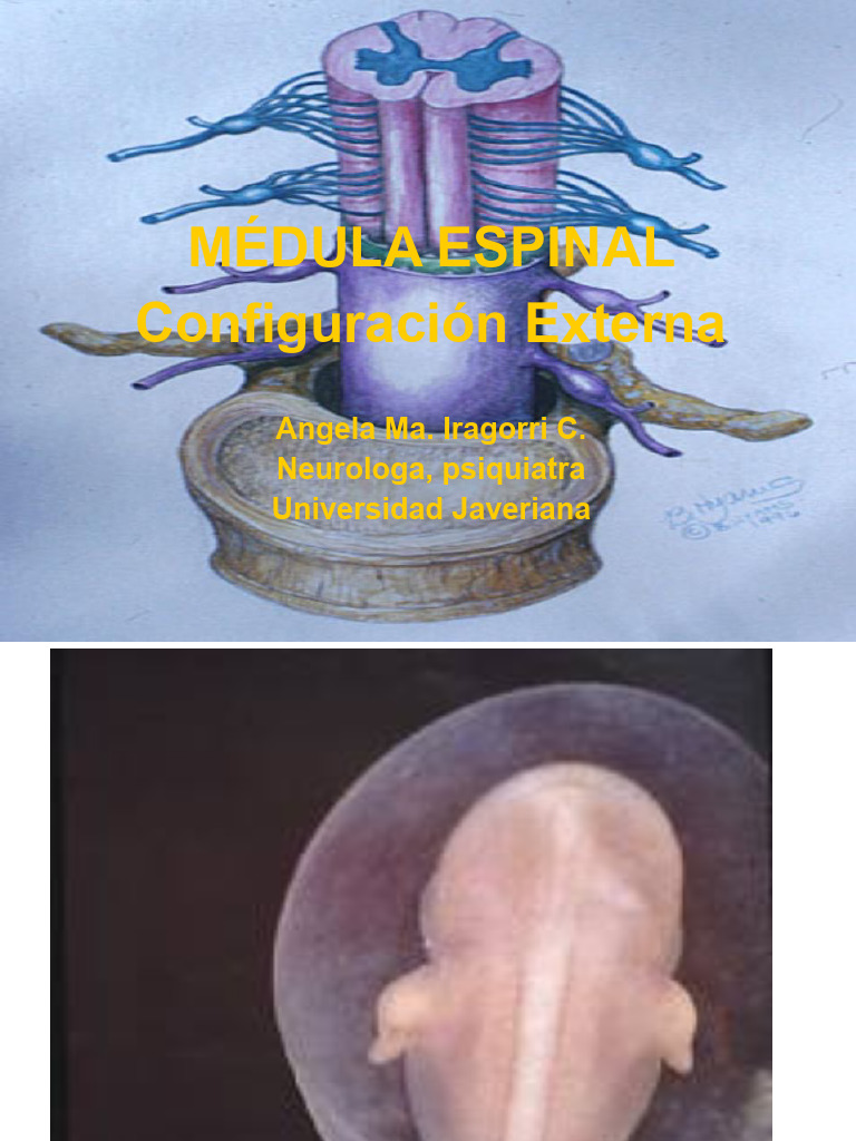 MeÌ Dula Espinal Conf Externa 2023 | PDF | Médula espinal | Anatomía