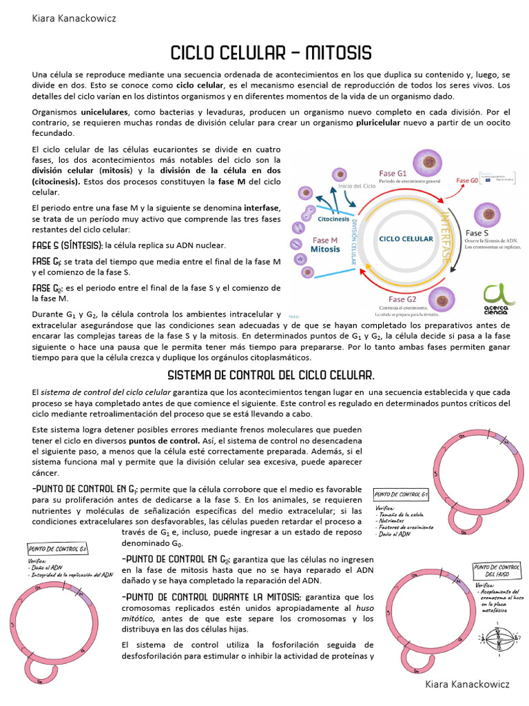 C17 - Ciclo Celular y Mitosis | PDF | Mitosis | Ciclo celular