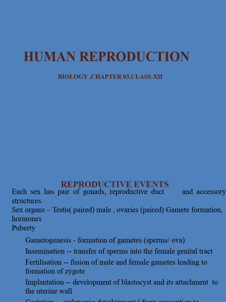 Human Reproductive System Overview | PDF | Menstrual Cycle | Ovary