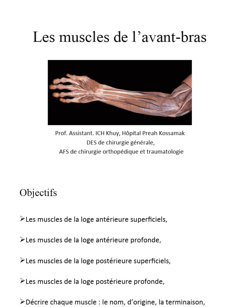 4. Les muscles de l_avant bras | PDF | Main | Membres (anatomie)