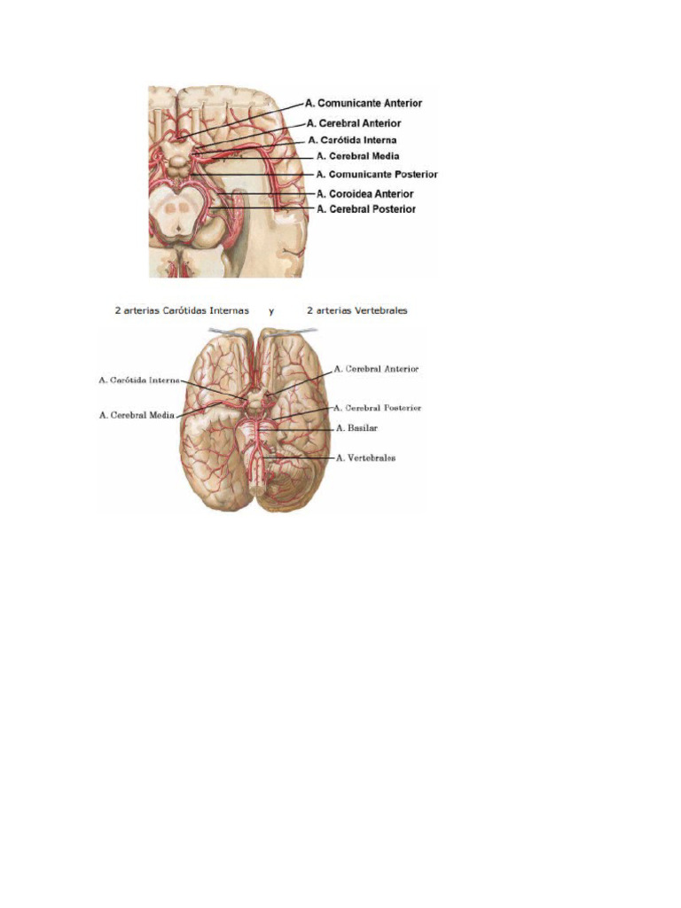Irrigacion Del Cerebro | PDF