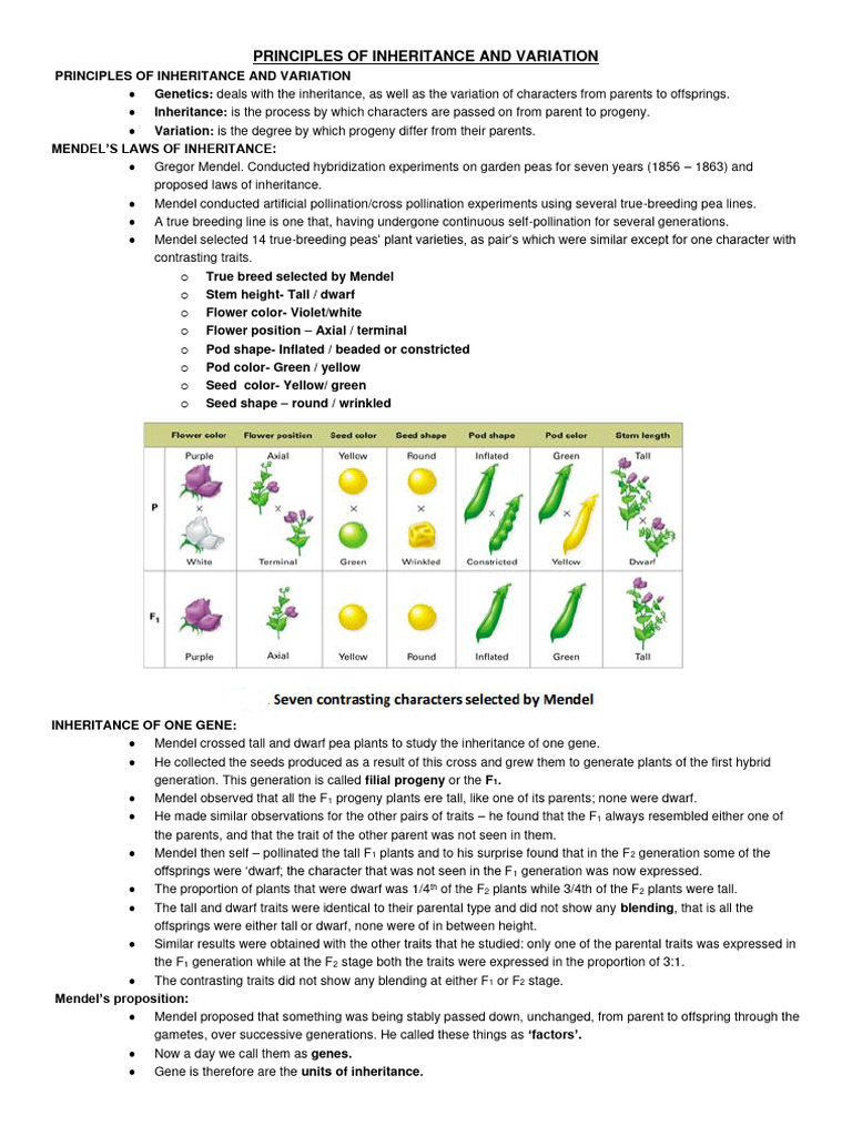 CHAP 5- PRINCIPLES OF INHERITANCE | PDF | Dominance (Genetics) | Allele