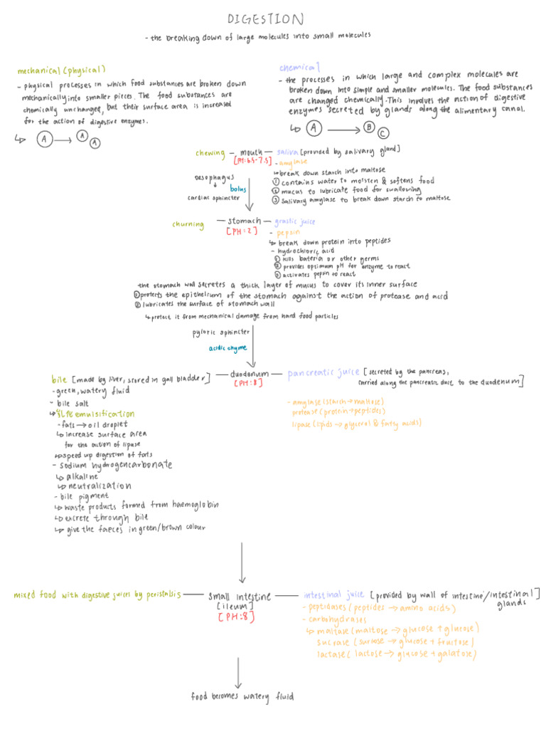 Digestion | PDF | Digestion | Stomach Digestion | PDF | Digestion | Stomach