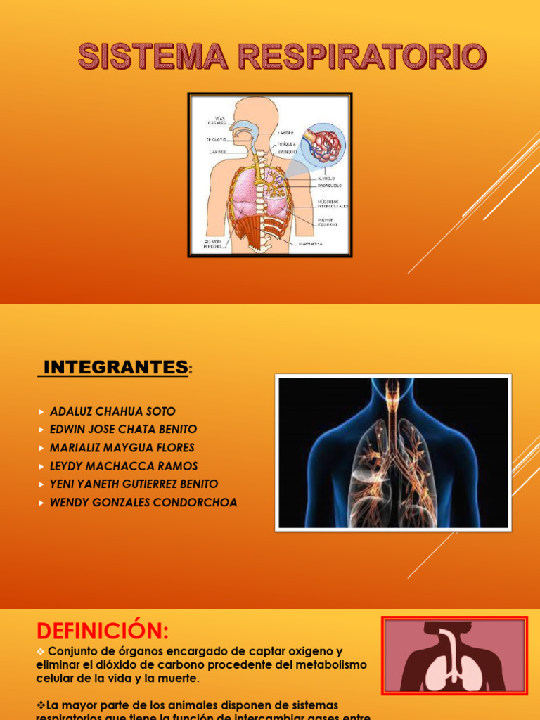 Sistema Respiratorio | Descargar gratis PDF | Sistema respiratorio | Respiración