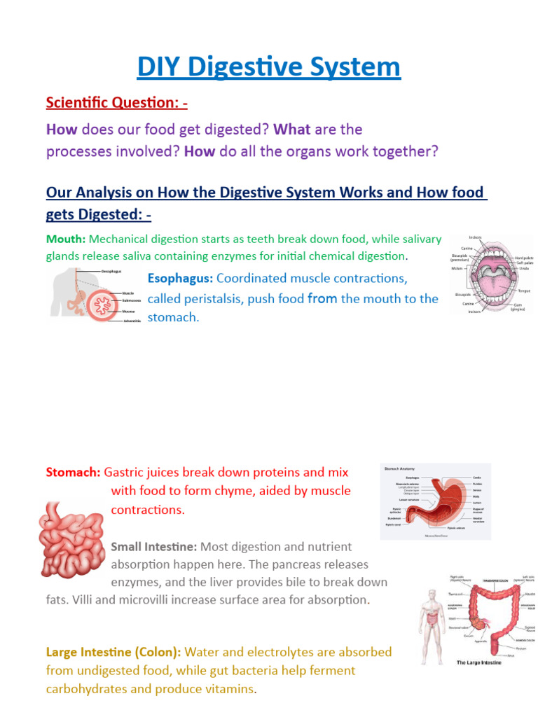 DIY Digestive System | PDF | Digestion | Human Digestive System