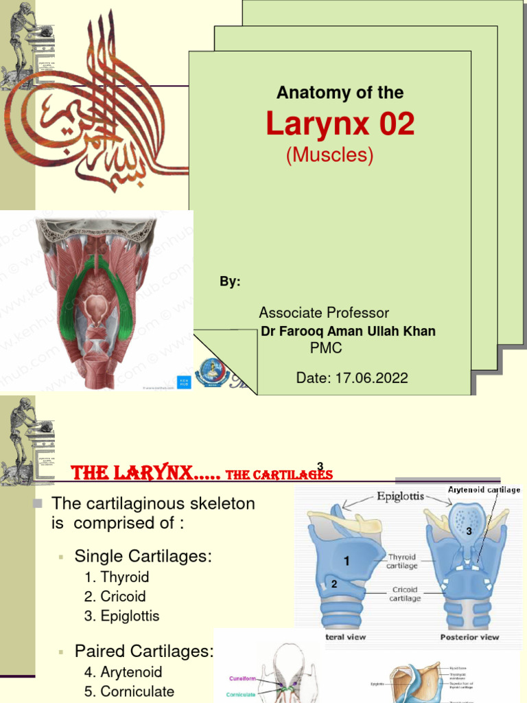 Muscles of Larynx..... 2022 | Download Free PDF | Larynx | Human Anatomy