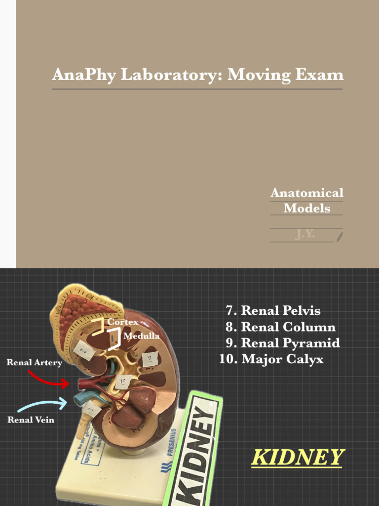 AnaPhy Laboratory Moving Exam Anatomical Models | PDF