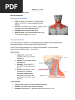 Musculos de La Nuca | PDF | Anatomía humana | Sistema musculoesquelético