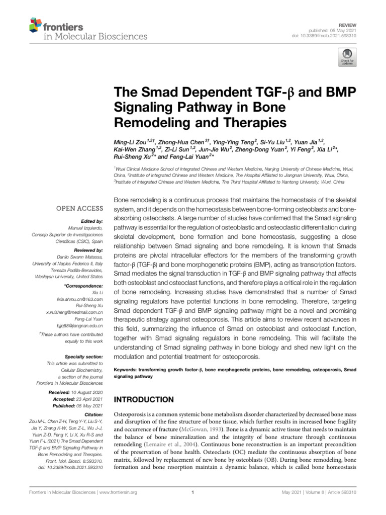 The Smad Dependent TGF-β and BMP Signaling Pathway in Bone Remodeling ...