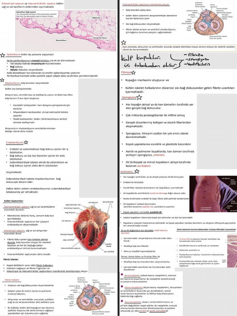 Histoloji Komite 2 | PDF