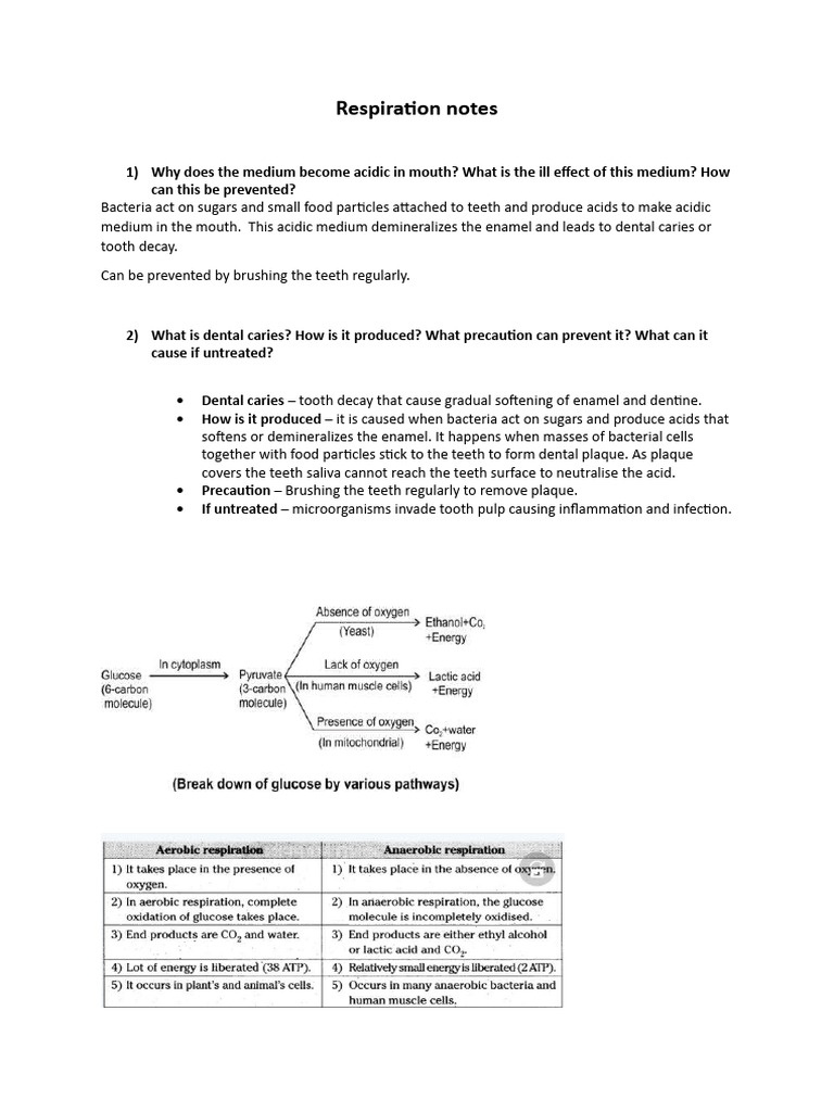 Respiration Notes | PDF | Respiratory System | Lung
