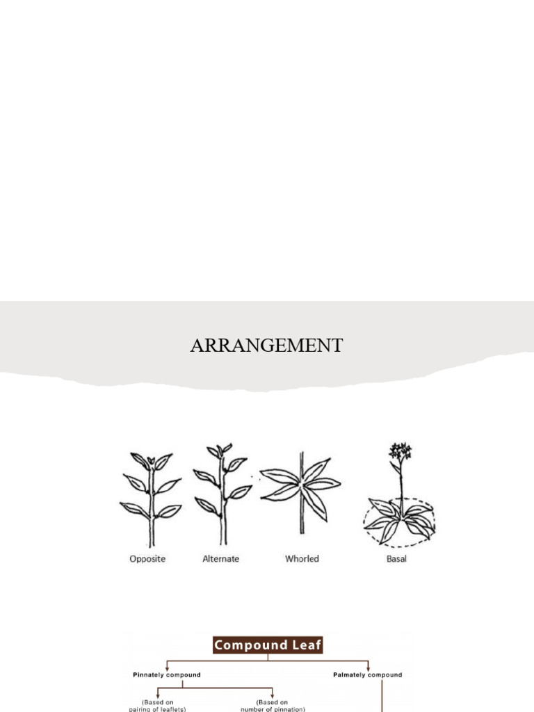 Morphology | PDF | Leaf | Organisms