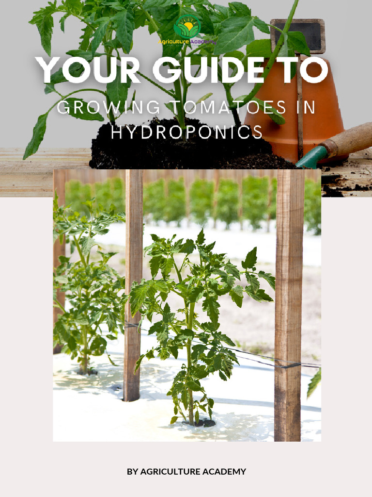 Your Complete Guideto Growing Hydroponic Tomatoes | PDF | Hydroponics | Pest (Organism)