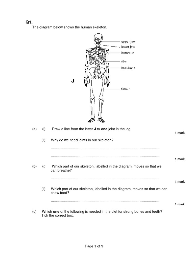 BTEC SPORTS MONDAY Muscularskeletal System Test | PDF | Skeletal Muscle ...