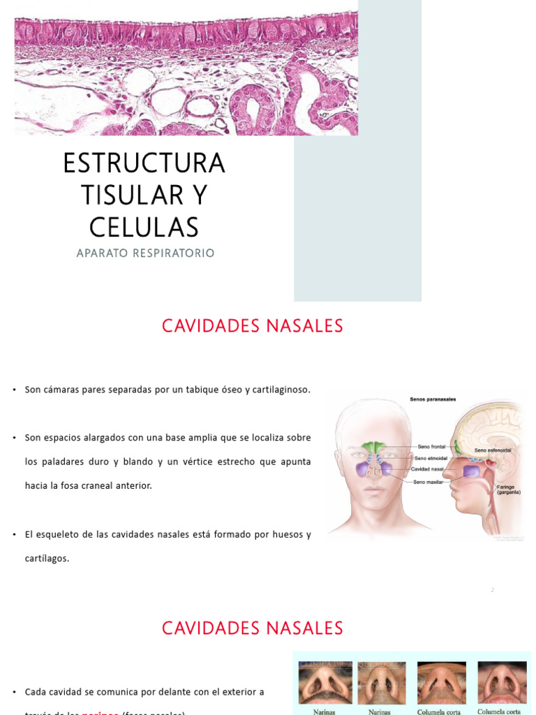 Estructura Tisular y Celulas | PDF | Pulmón | Epitelio
