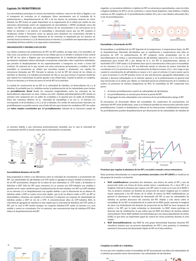 Resumen Lodish CAP 20 | PDF | Mitosis | Anatomía Celular