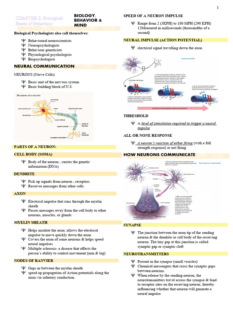 Physio Reviwer (AutoRecovered) | PDF | Neuron | Axon