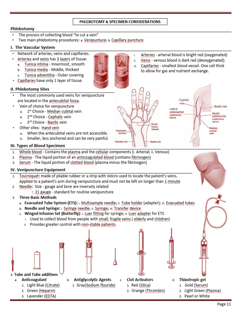 3 Phlebo | PDF | Vein | Artery