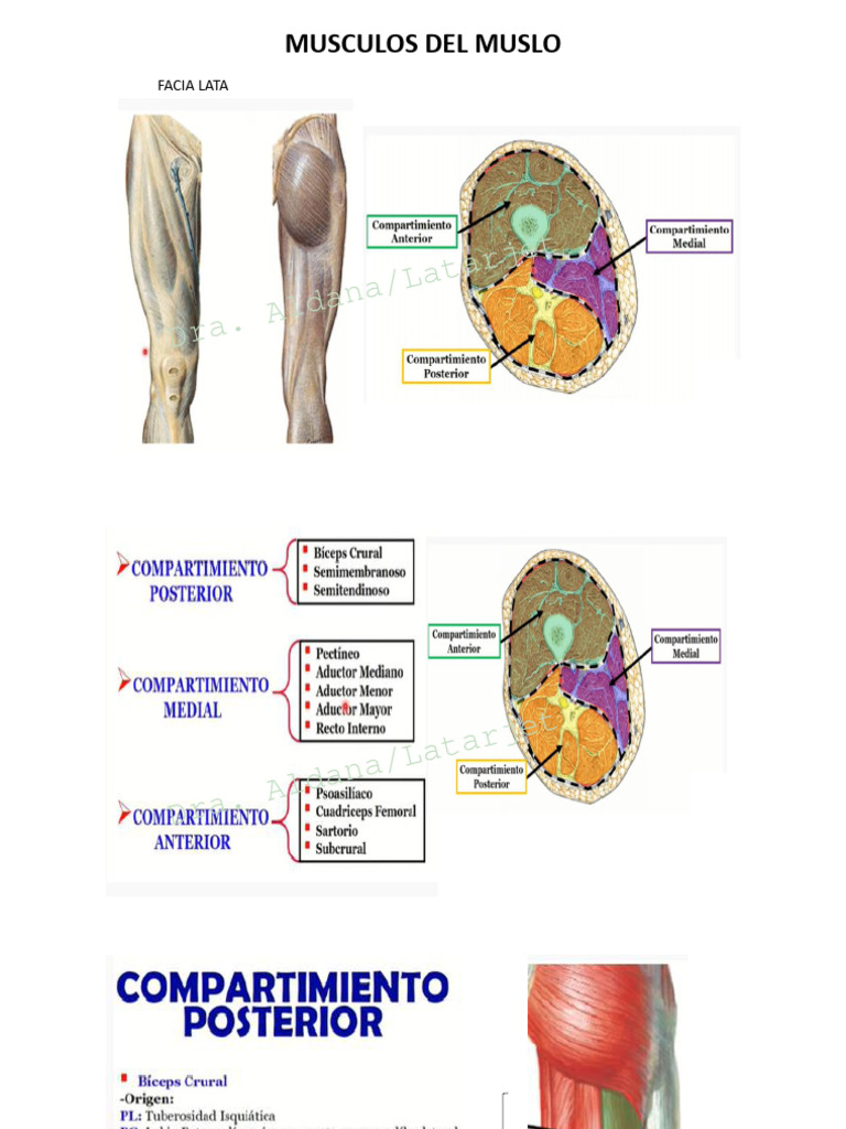 Anatomía de los Músculos del Muslo y Pierna | PDF | Sistema ...