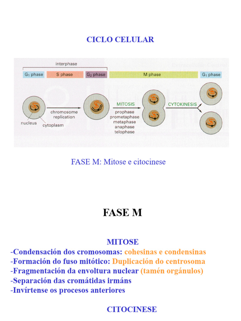 Fase M | PDF | Mitosis | Genética