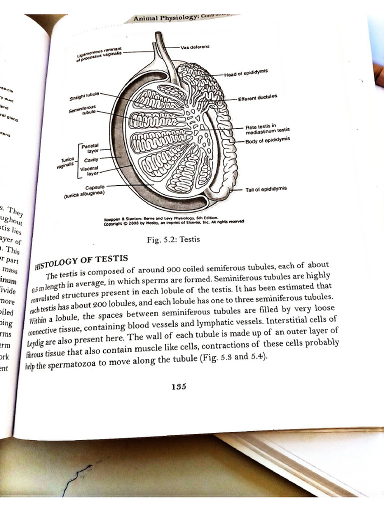 Histology of Testis and Ovary | PDF
