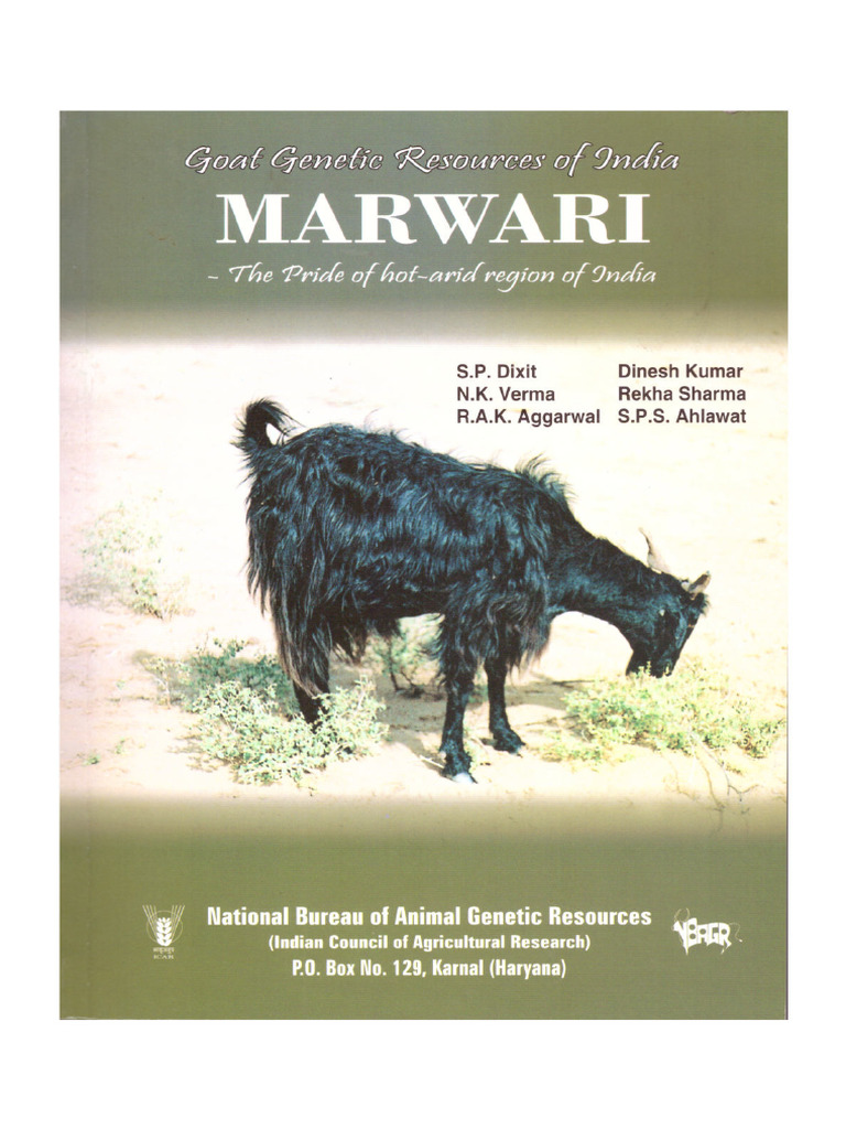 Marwari-Goat | PDF