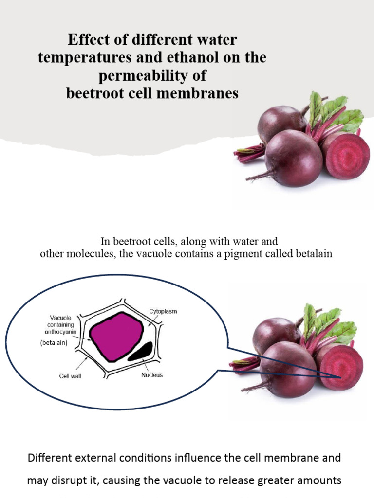 Biologia Beetroot | PDF | Cell Membrane | Ph