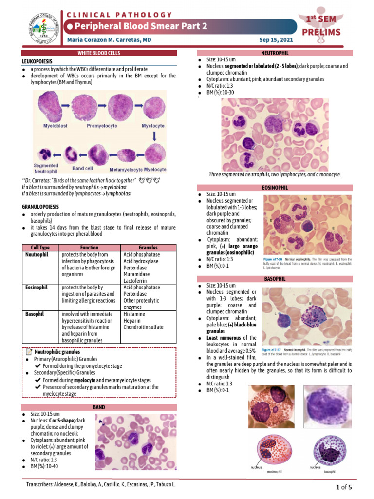 4. Clinical Pathology - Peripheral Blood Smear - Part 2 (Dr. Carretas) | PDF | White Blood Cell ...