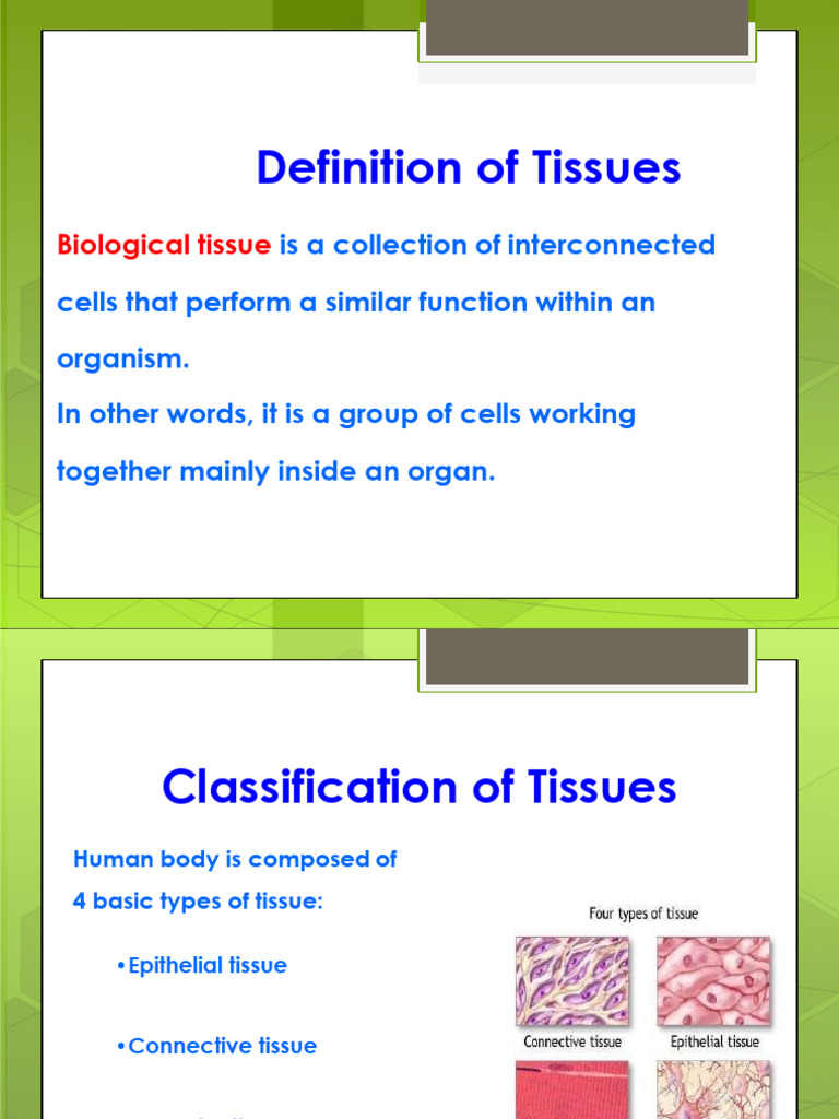 Human Tissues - 1 | PDF | Epithelium | Neuron