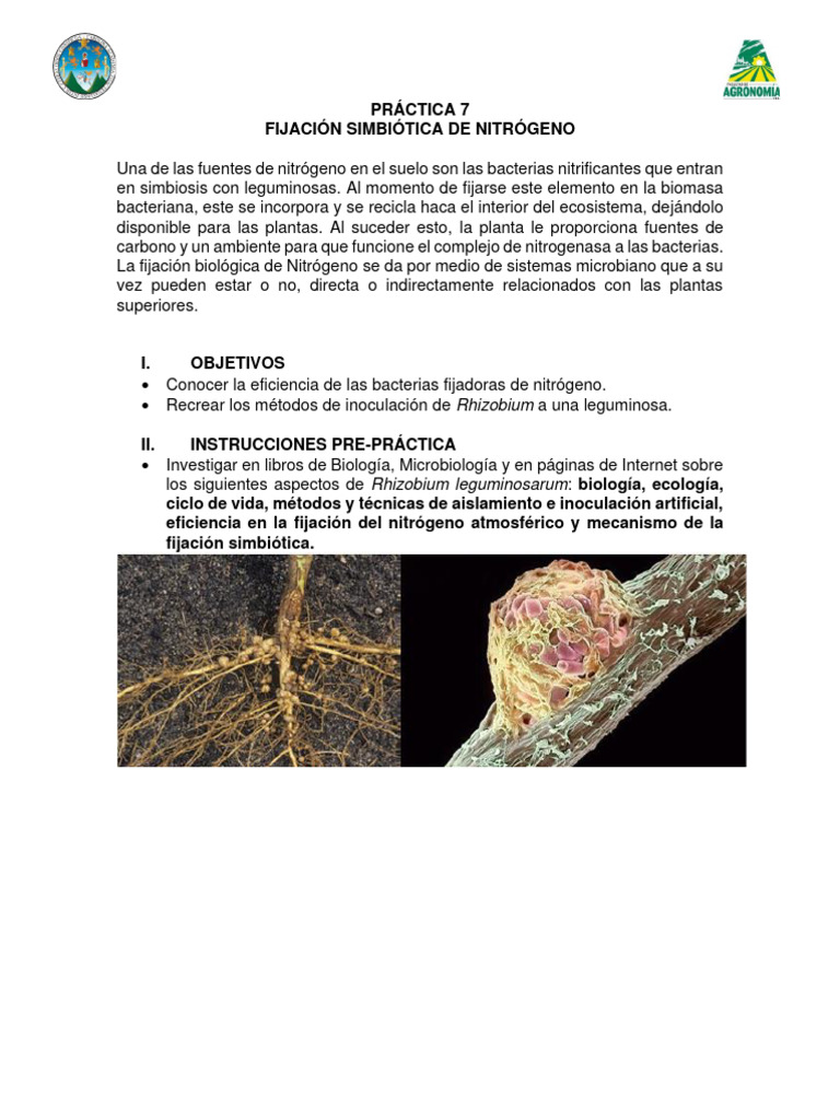 Fijación Simbiótica de Nitrógeno en Leguminosas | PDF | Siembra | Botánica