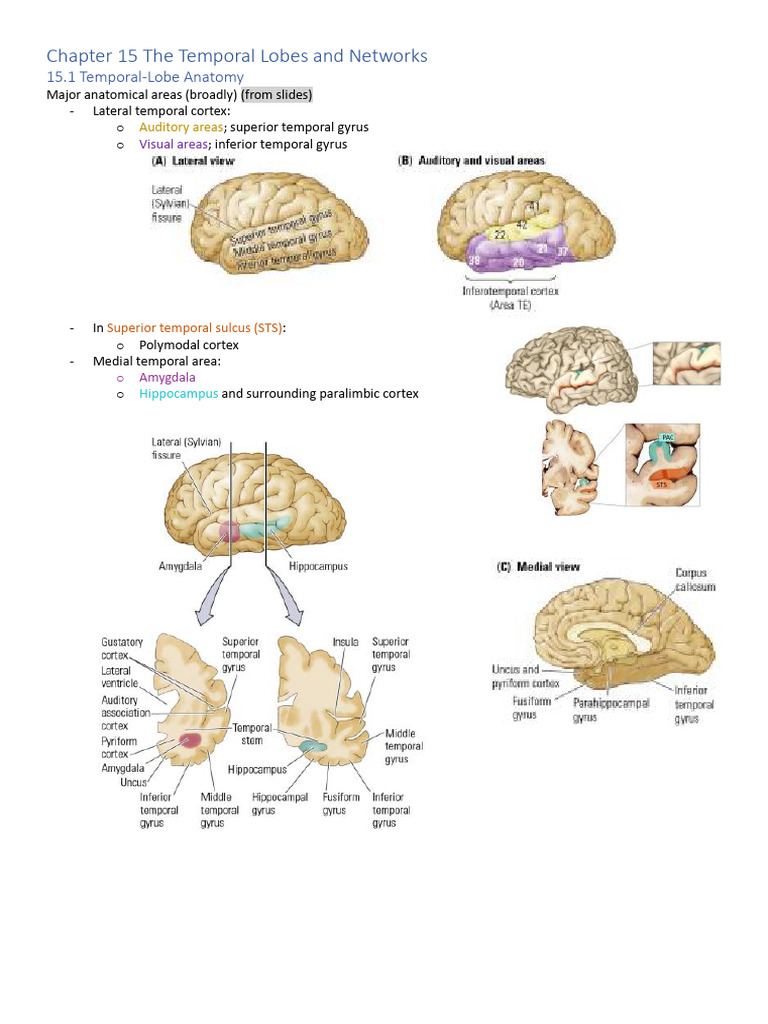 Chapter 15 The Temporal Lobes and Networks | PDF | Temporal Lobe | Visual Cortex