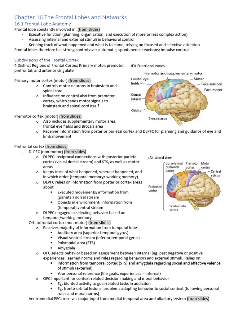 Chapter 16 The Frontal Lobes and Networks | PDF | Frontal Lobe | Dorsolateral Prefrontal Cortex