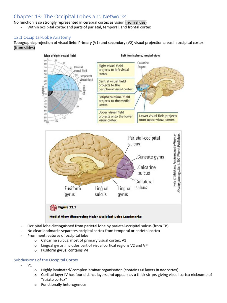 Chapter 13 The Occipital Lobes and Networks | PDF | Visual Cortex | Visual System