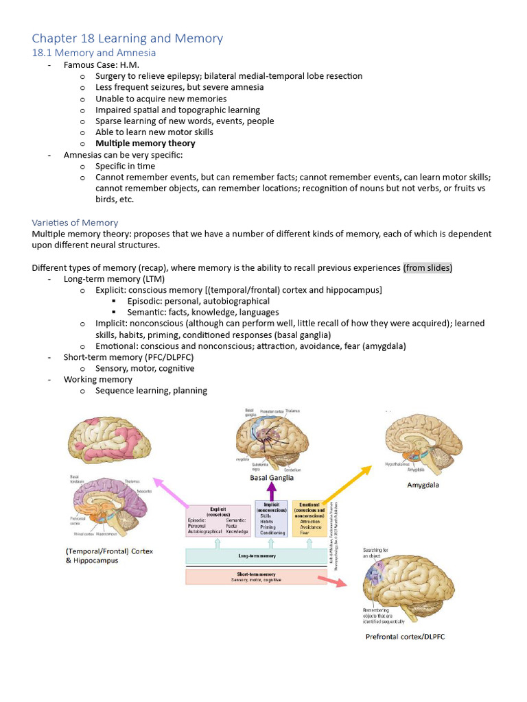 Chapter 18 Learning and Memory | PDF | Memory | Temporal Lobe