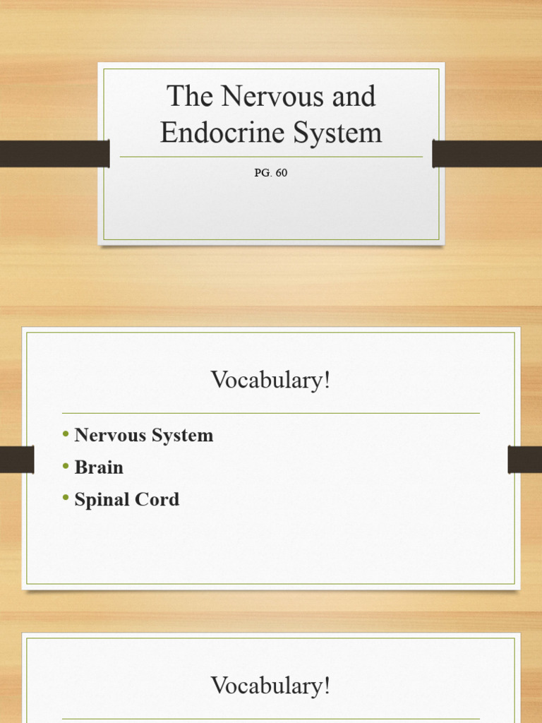 The Nervous and Endocrine System - Part 1 | PDF | Central Nervous ...