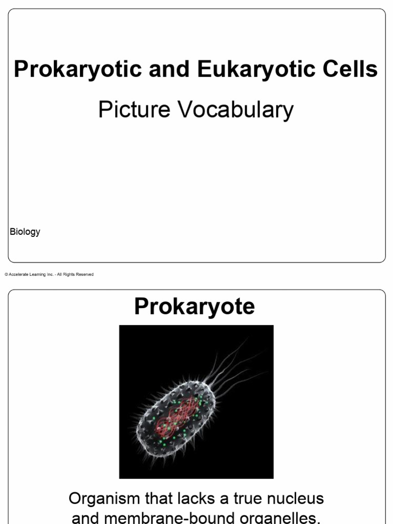 B4a Picture Vocabulary Pdf