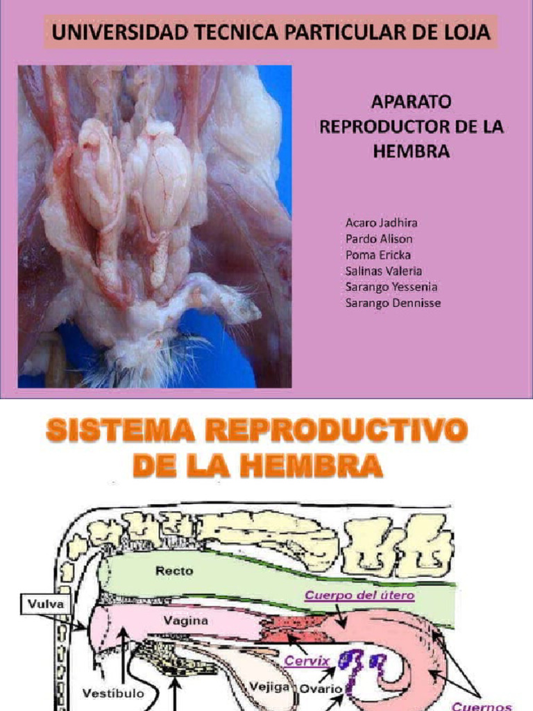 Aparato Reproductor de Las Hembras | PDF