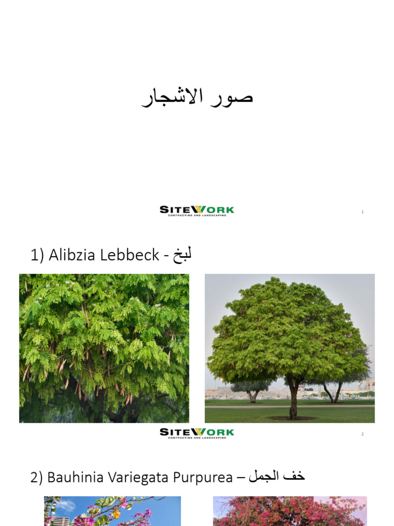 R11 - Trees | PDF