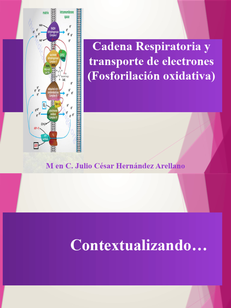 Cadena Respiratoria | PDF | Trifosfato de adenosina | Cadena de transporte de electrones