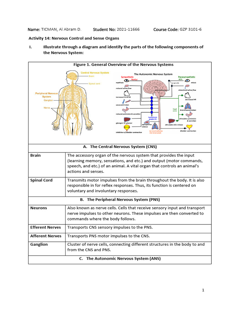Nervous System and Sense Organs Overview | PDF | Senses | Nervous System
