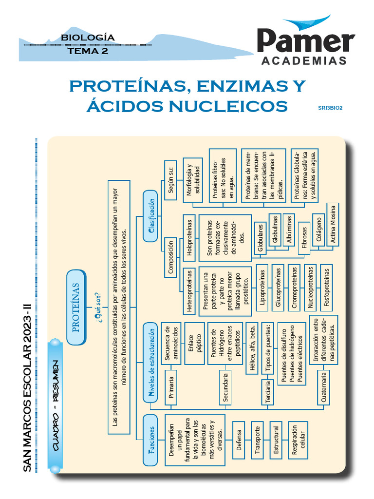 BIO - Sem2 - Proteínas, Enzimas y Ácidos Nucleicos | PDF | Rna | Adn