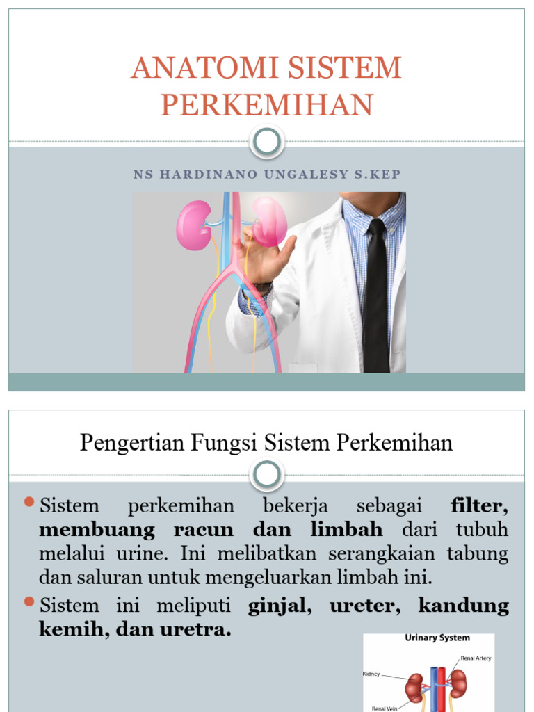 Anatomi Sistem Perkemihan | PDF