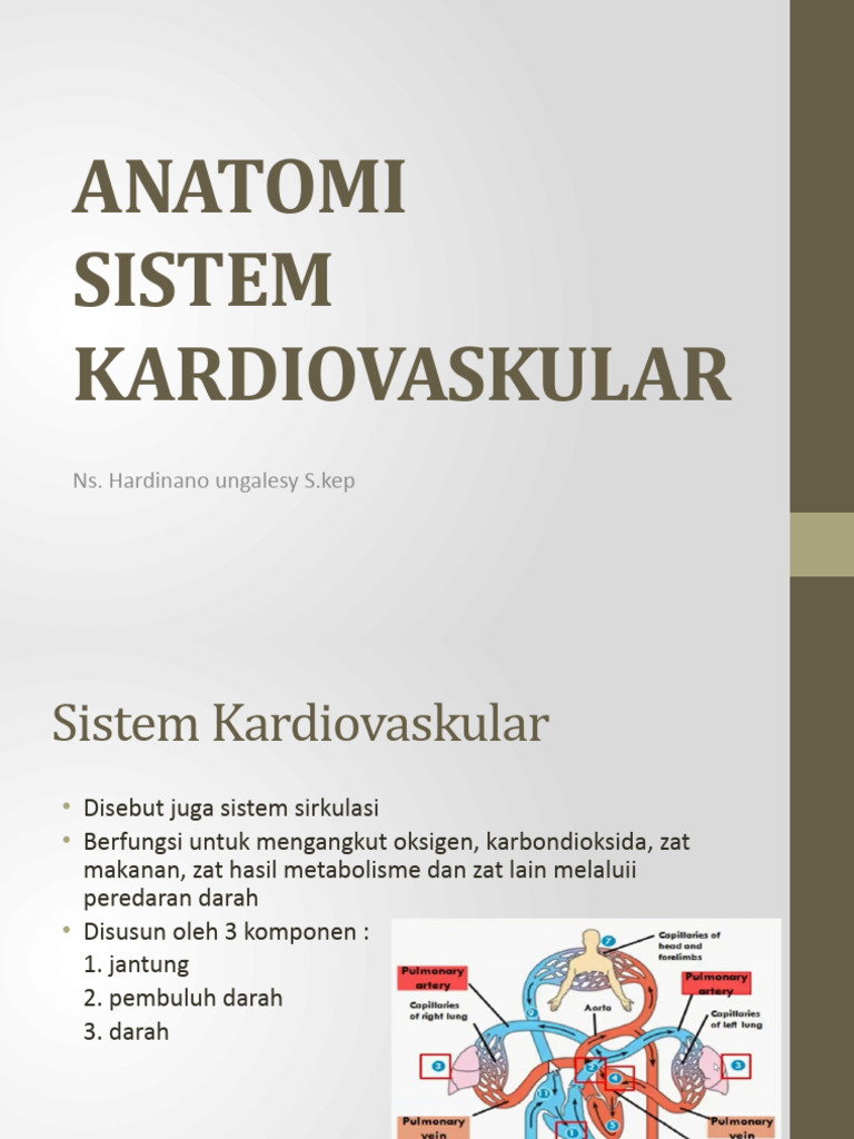 ANATOMI Kardio Vaskuler | PDF