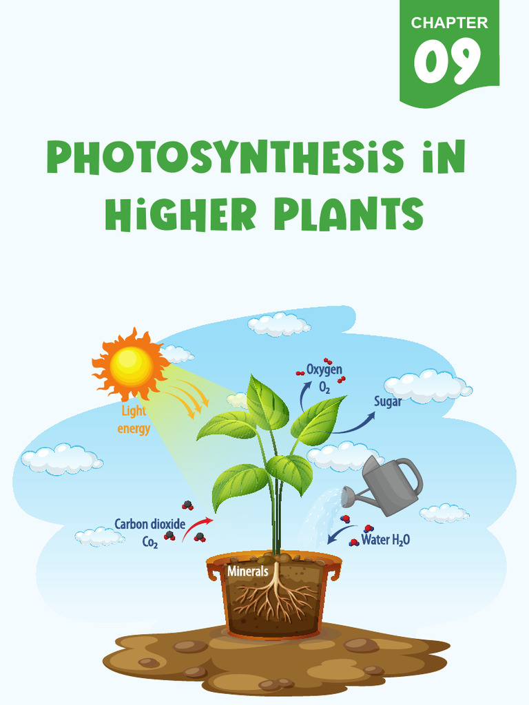 Photosynthesis in Higher Plants | PDF | Photosynthesis | Chloroplast